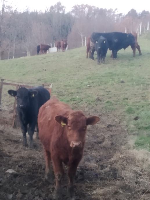 Junice i telad za prodaju - Angus