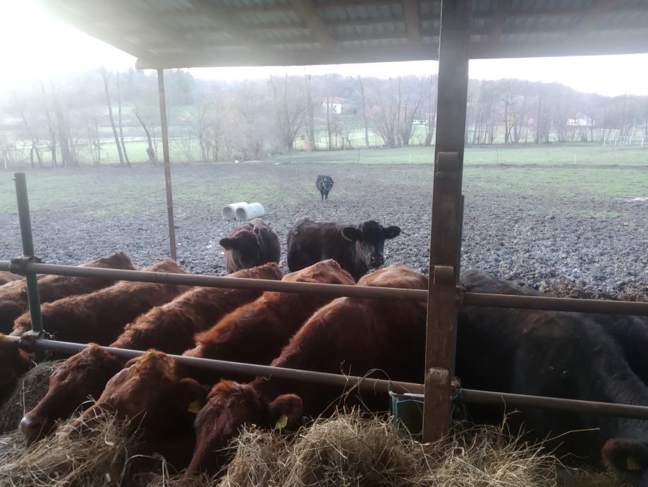 Junice i telad za prodaju - Angus