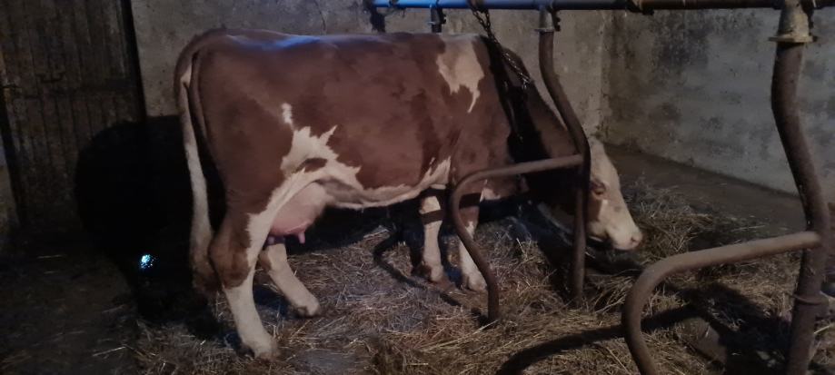 Krava za domačinstvo