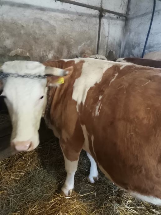 Krava za domaćinstvo