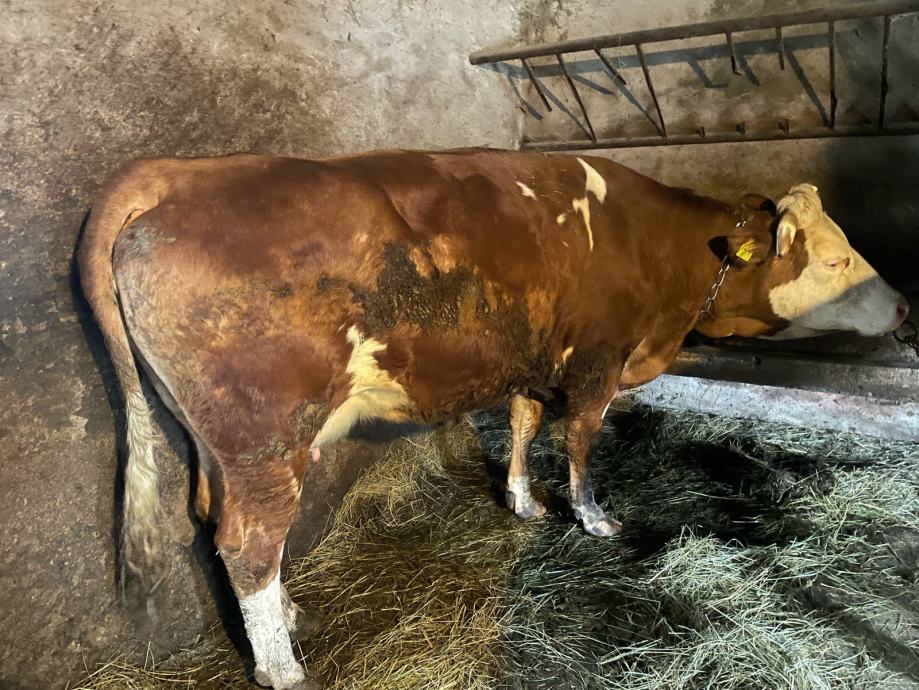 Krava za domaćinstvo