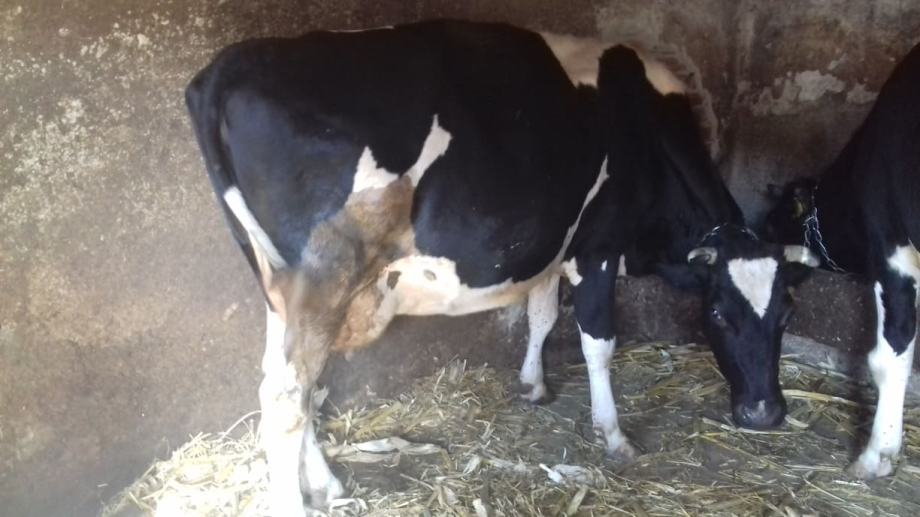 Krava Holstein, bređa, termin 31.12.2019, laktacija 25 litara dnevno