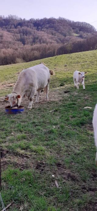 Krava, junica i tele, francuski šarole.