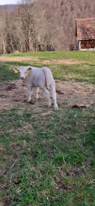 Krava, junica i tele, francuski šarole.