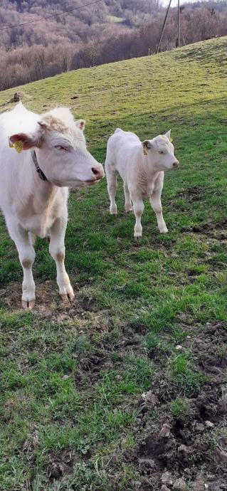 Krava, junica i tele, francuski šarole.