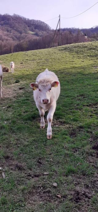 Krava, junica i tele, francuski šarole.