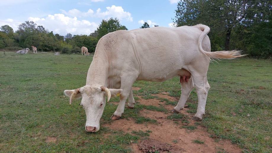 Krava Šarole, Charolais!