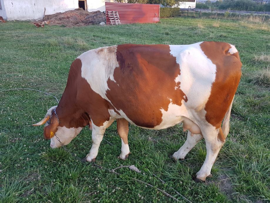 Krava, Simentalka, mlada, drugo teljenje