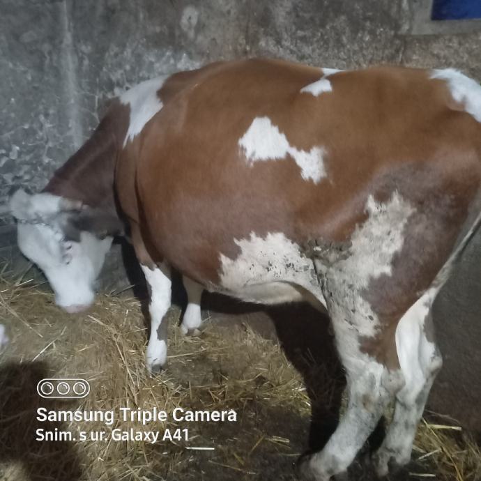 krava simentalka, visoko stelna