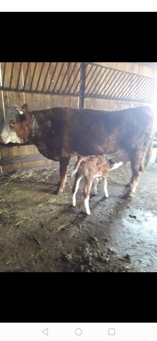 Krava i tele simental