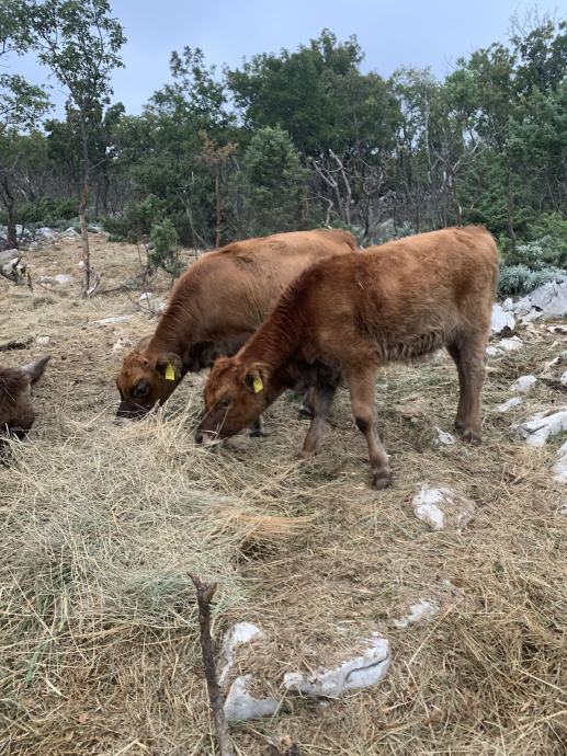 Buše na prodaju muska i zenska telad, junice i bikovi