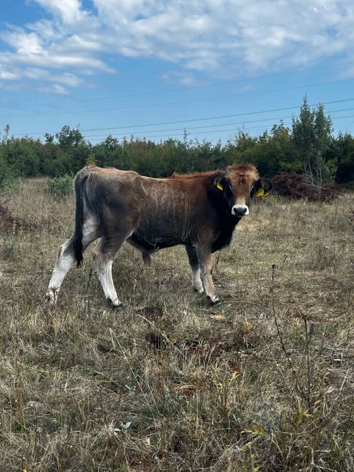 Krave Buše Junac