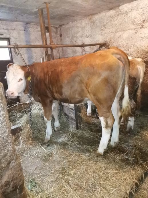 Krave, junice, musko june