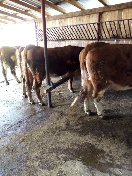 Krave i telad simentalci