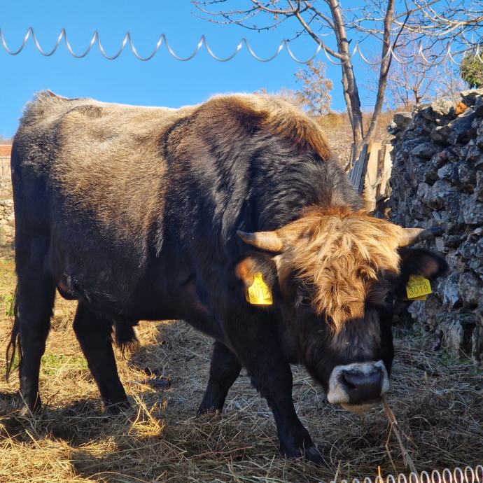 LIČKA BUŠA BIK-LICENCIRAN!!