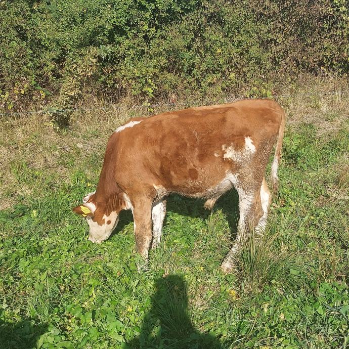 Muska telad simentalac