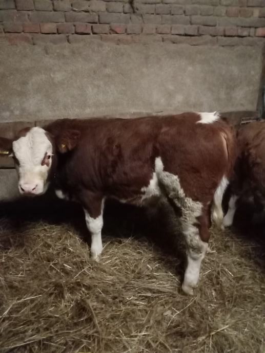 Musko tele simentalac