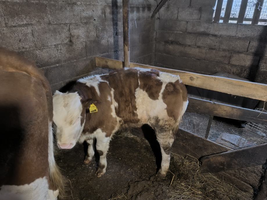 MUSKO TELE SIMENTALAC