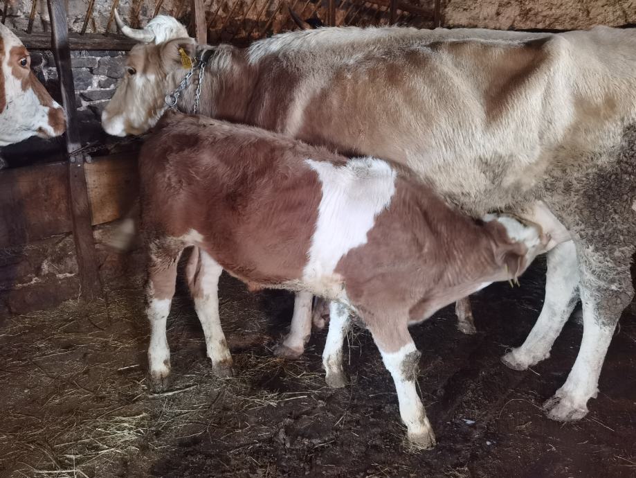 Musko tele simentalsko