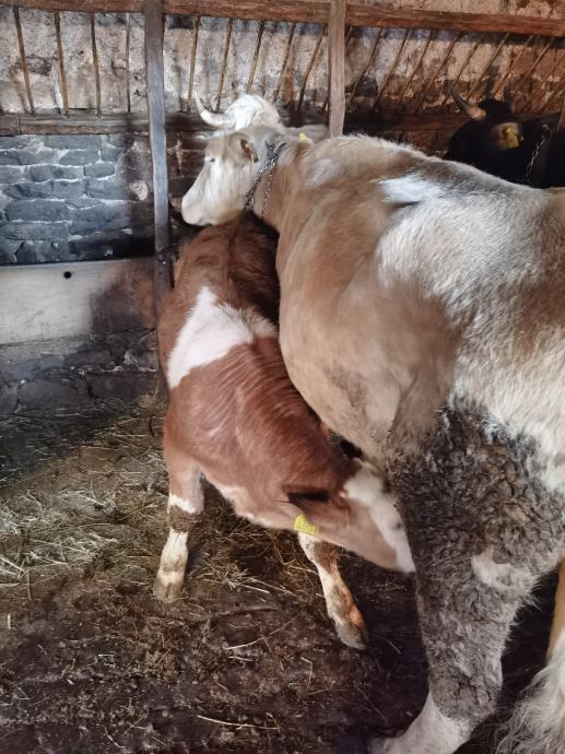 Musko tele simentalsko