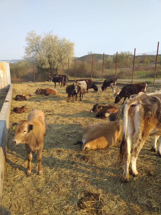 Prodajem gospodarski objekat štalu 760 m2 sa oko 50 krava