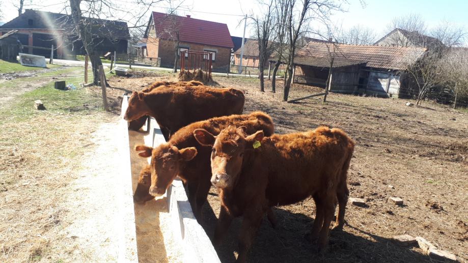 Prodajem 4 junice angus pasmine