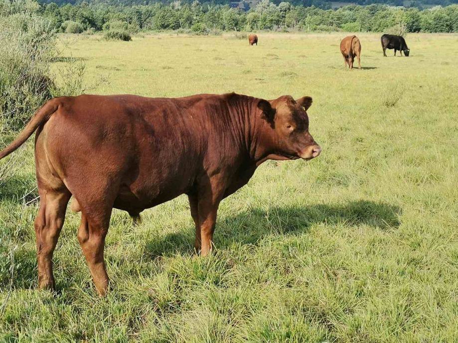 Prodajem Angus junce