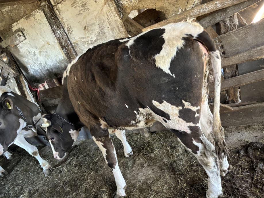 Prodajem dvije junice