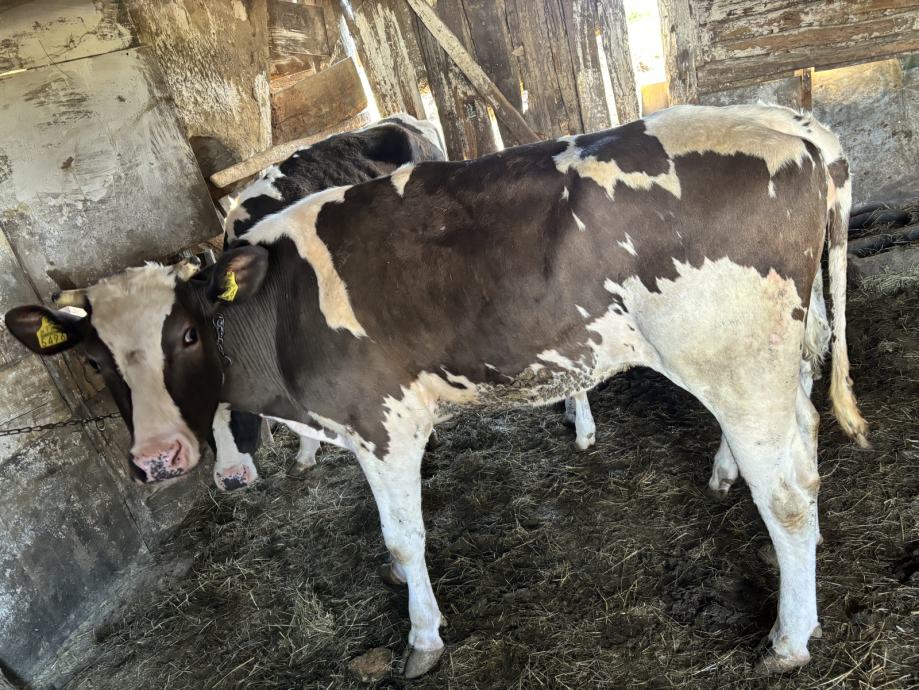 Prodajem dvije junice