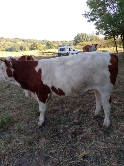 Prodajem dvije junice