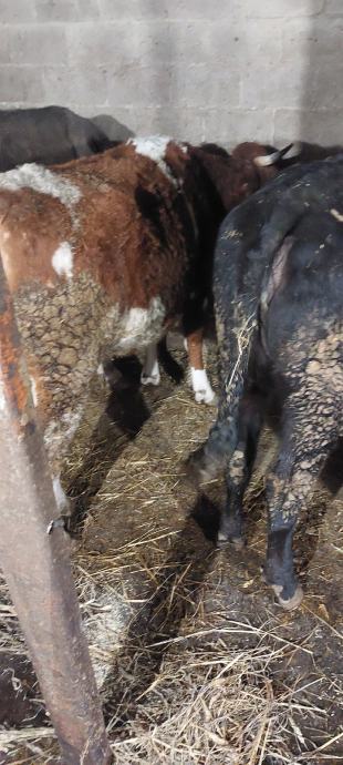 Prodajem dvije stelne junice dvije za obradu i dva teleta