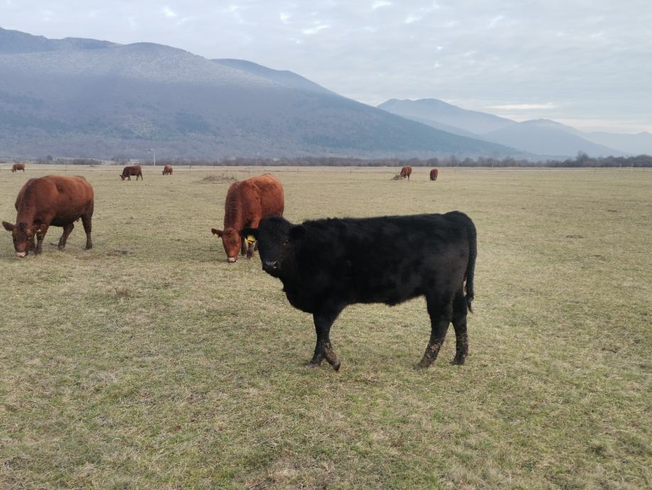 PRODAJEM JUNICE ANGUS