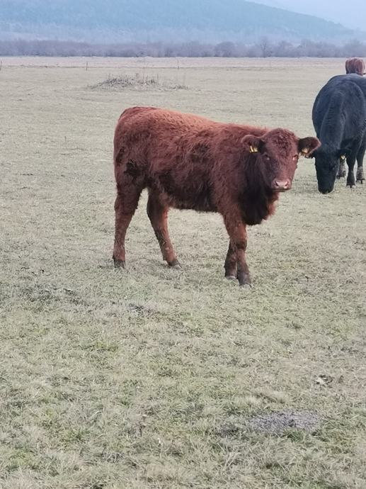 PRODAJEM JUNICE ANGUS