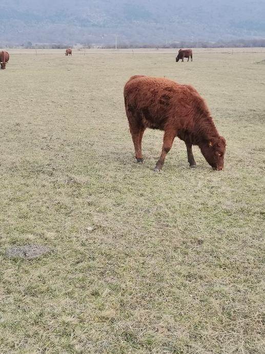 PRODAJEM JUNICE ANGUS