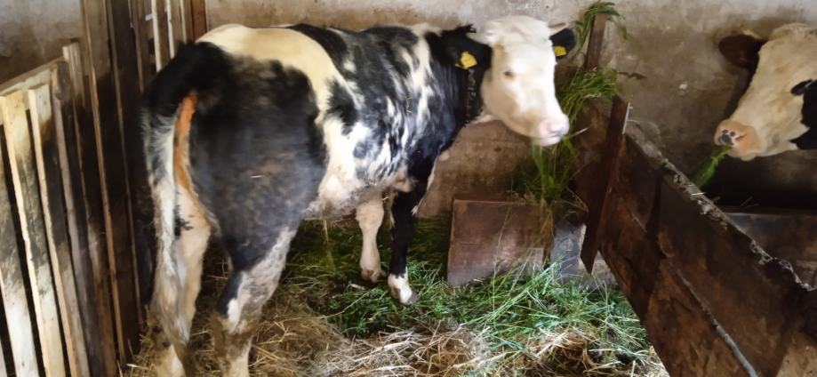 Prodajem junicu i kravu