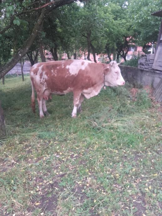 Prodajem kravu i junicu