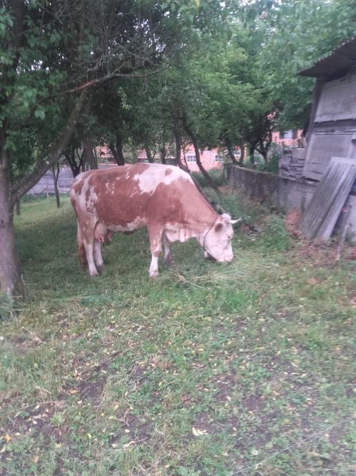 Prodajem kravu i junicu