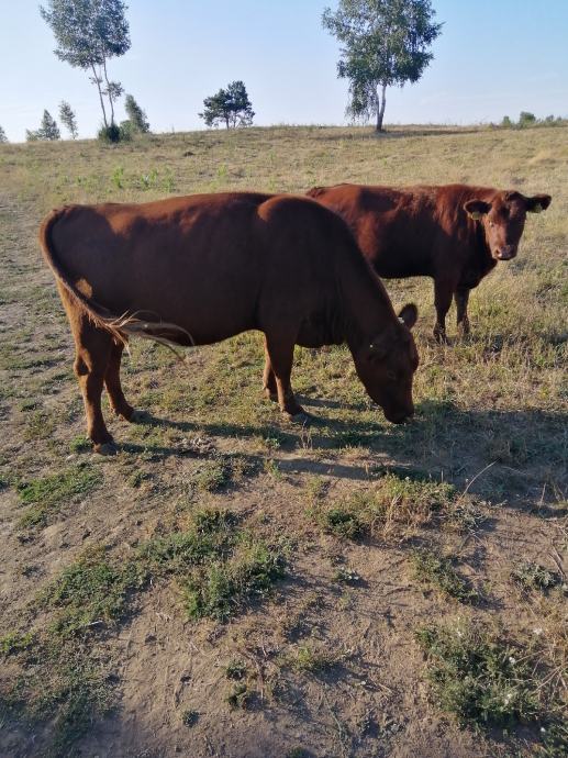 prodajem manje stado krava i mladih junica pasmine red angus