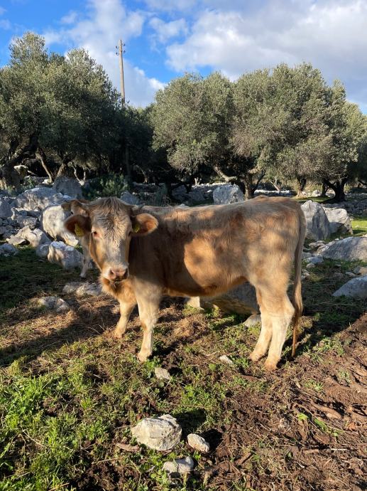 Prodajem mlade junice i krave pasmine BUŠA