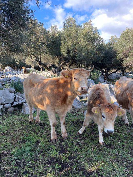 Prodajem mlade junice i krave pasmine BUŠA