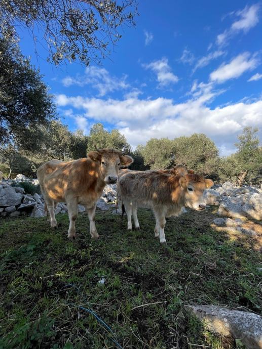 Prodajem mlade junice i krave pasmine BUŠA