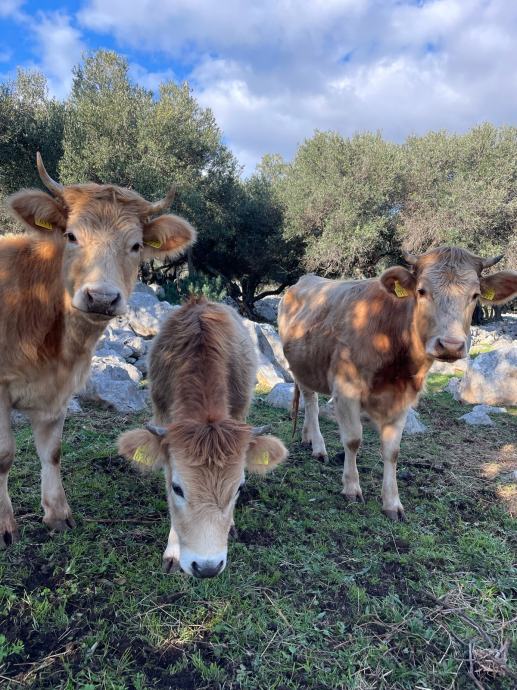 Prodajem mlade junice i krave pasmine BUŠA