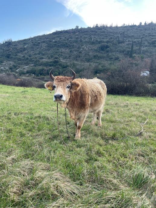Prodajem mlade junice i krave pasmine BUŠA