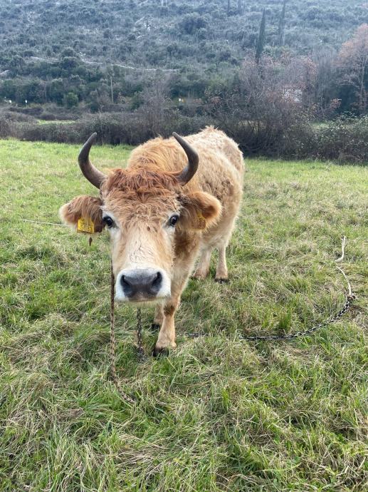 Prodajem mlade junice i krave pasmine BUŠA
