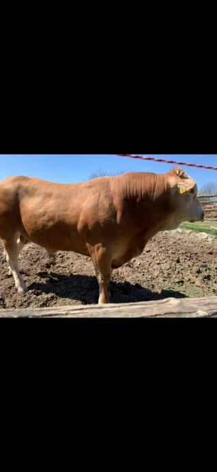 Prodajem rasplodnog bika limuzin 2 godine starog