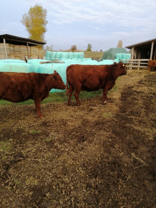 prodajem red angus krave sa telcima, stelne krave i mlade junice steln