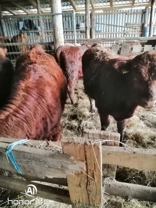 prodajem red angus krave sa telcima, stelne krave i mlade junice steln