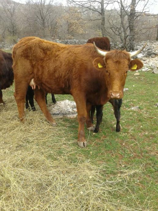 Prodajem stado goveda