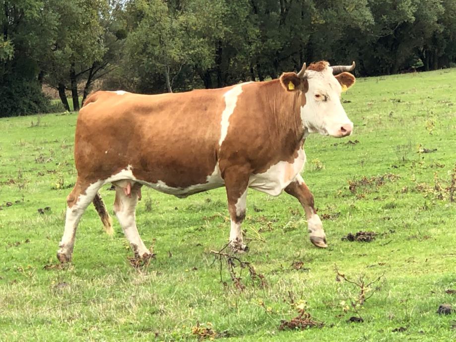 prodajem stado krava i junica