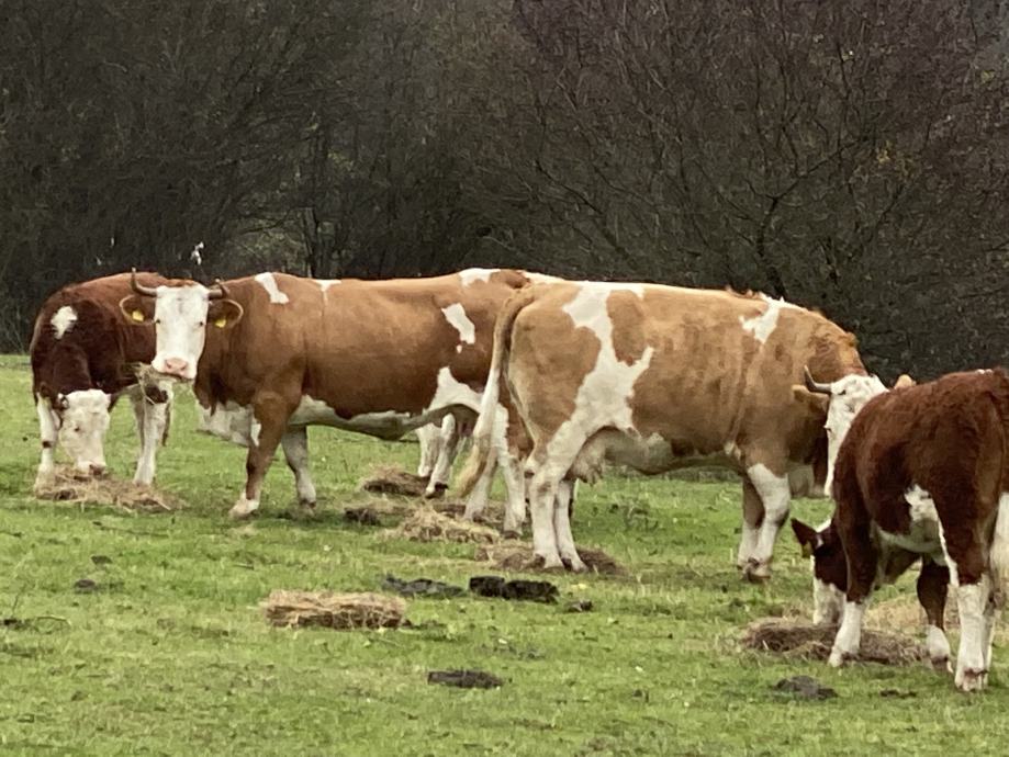 prodajem stado krava i junica
